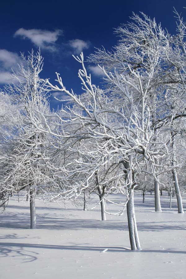 Winter, Snow and Ice Covered Trees, Park Stock Image - Image of ...
