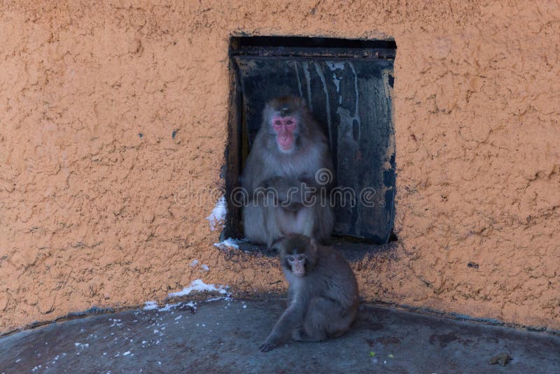 Winter snow monkey stock image. Image of primate, monkey - 54956255