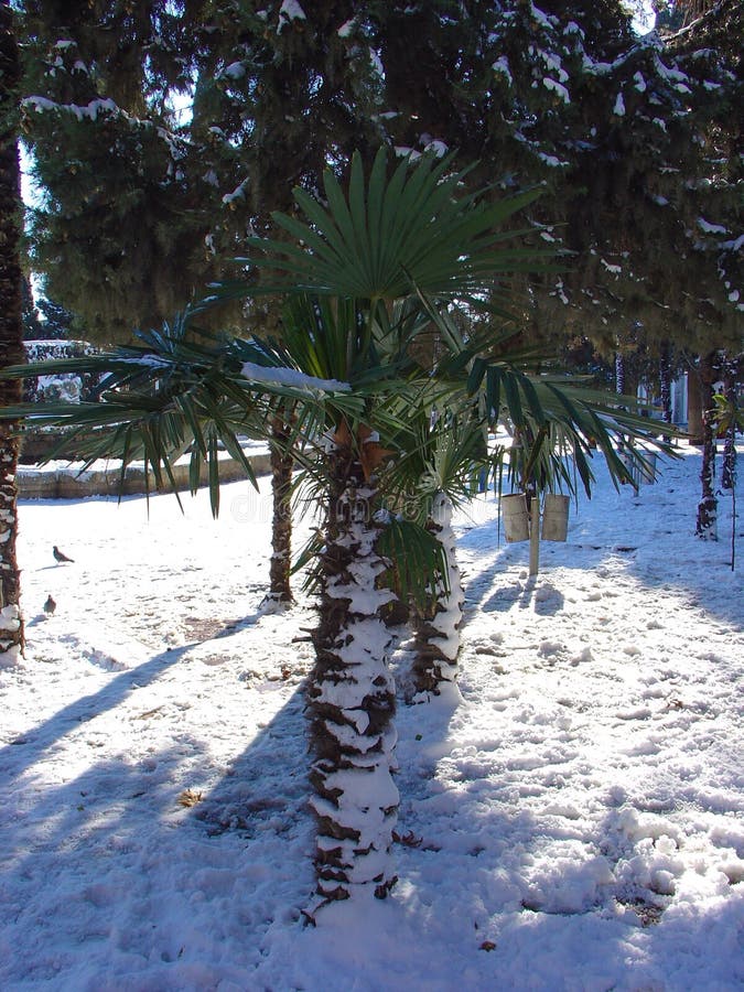 Winter, snow on palm tree stock image. Image of kingdom - 48518359