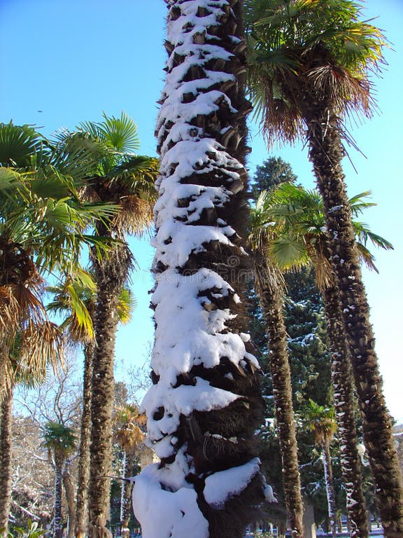 Winter, snow on palm tree stock photo. Image of fall - 48518424