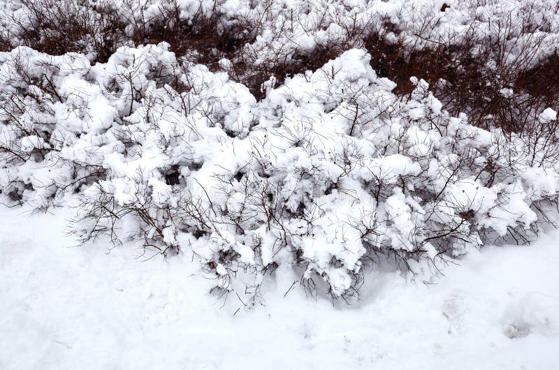 Winter Snow in Park. Bush Covered with Snow Stock Photo - Image of ...