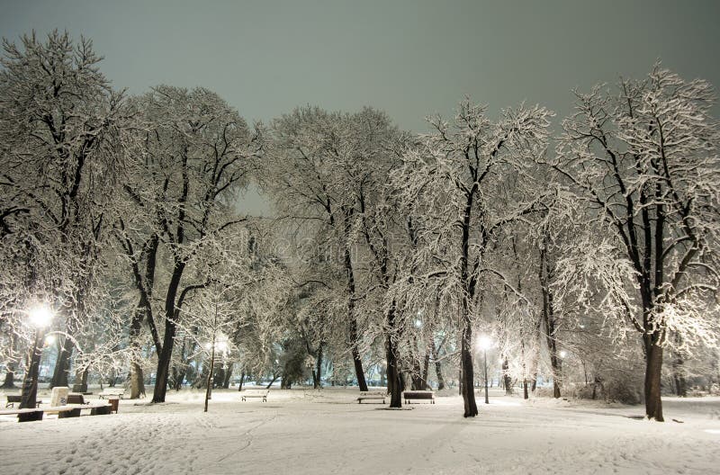 Winter snow park stock photo. Image of night, frosty - 49956504