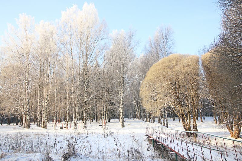 Winter snow park forest stock image. Image of scenic - 79329477