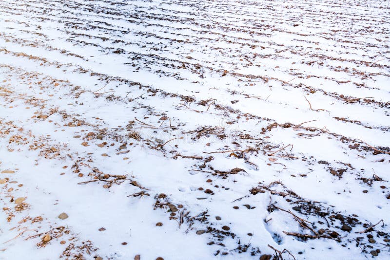 Winter Snow Scene on Arable Farm Land Stock Image - Image of season ...