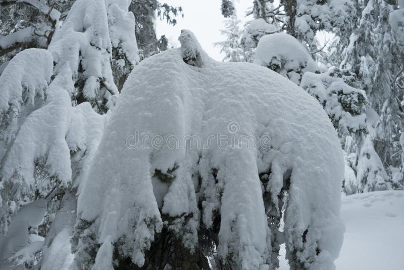 Winter Snow Scene with Snow Covered Trees on Mount Seymour Stock Image ...