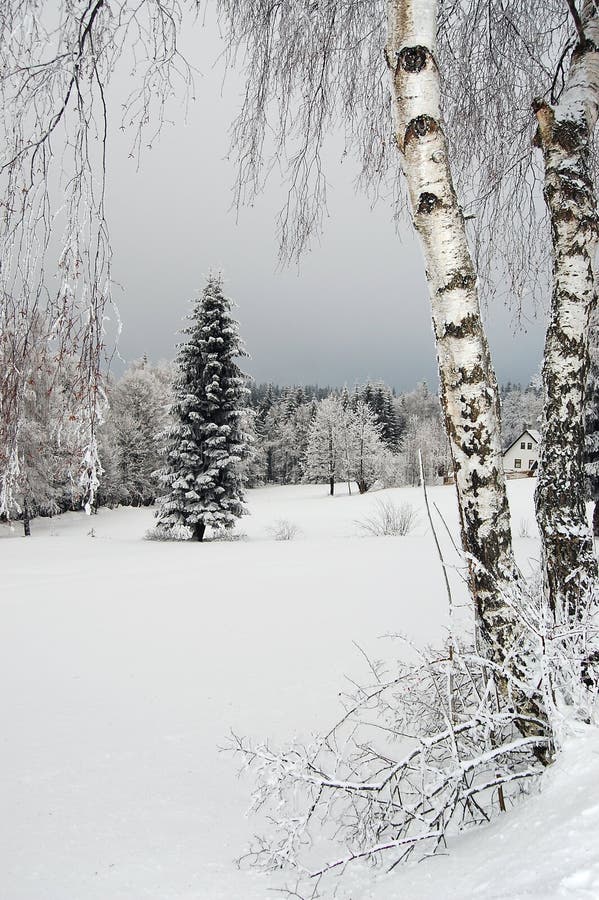 Winter snow scene stock image. Image of bole, calm, branches - 36297149