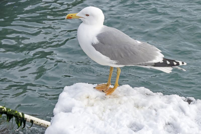 Winter Snow and Seagull on a Rock Stock Photo - Image of freedom, rock ...