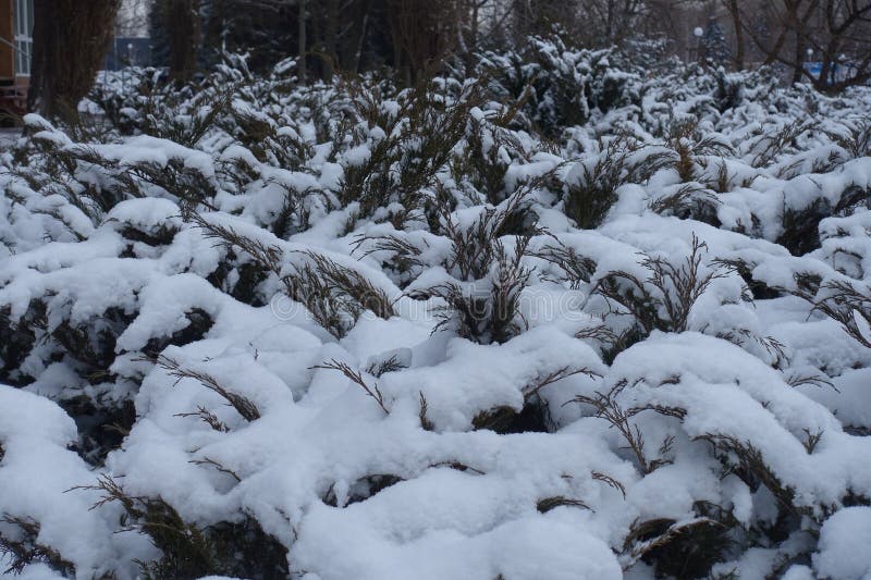 Winter Snow on Shrubs of Savin Juniper Stock Image - Image of green ...