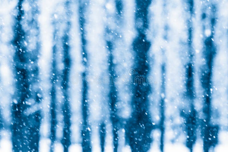 Winter Snow Storm in a Forest Stock Photo - Image of nature, snow: 31733878