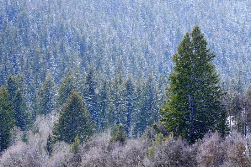 Winter Snow Storm Snowflakes Falling in Pine Forest Stock Photo - Image ...