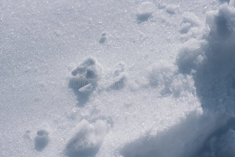 Winter Snow. Snow Texture Top View of the Snow Stock Photo - Image of december, fresh: 258902564
