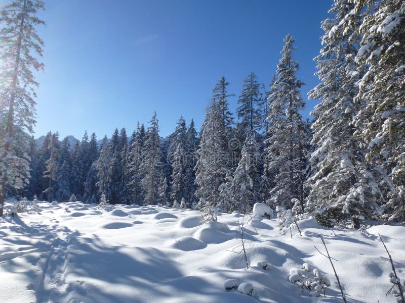 Winter, Snow, Tree, Sky stock photo. Image of plant - 133462434