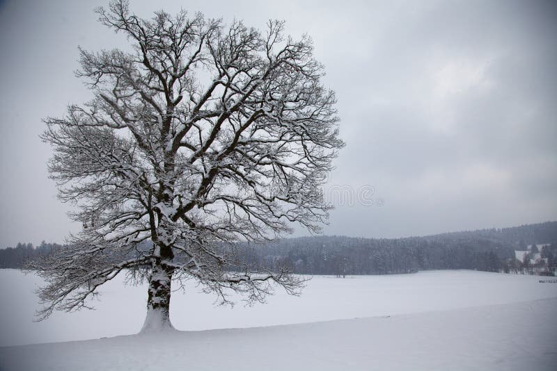 Winter, Snow, Tree, Sky Picture. Image: 134701152