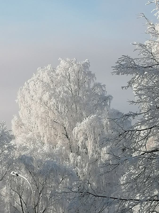 Winter snow trees morning stock image. Image of branch - 211357429