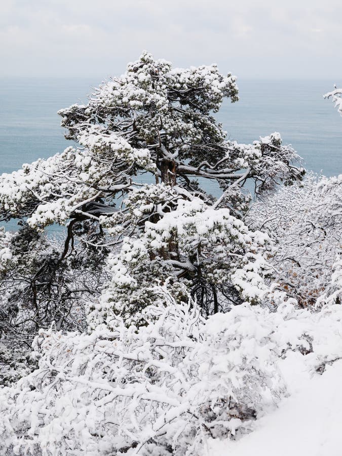 Winter with Snow Trees. Snowy Landscape in December Stock Photo - Image ...