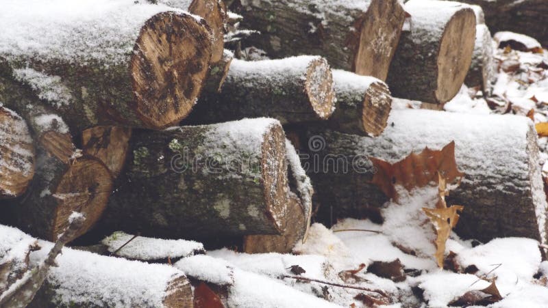 Winter Snow on Wood Pile stock image. Image of branch - 216623189