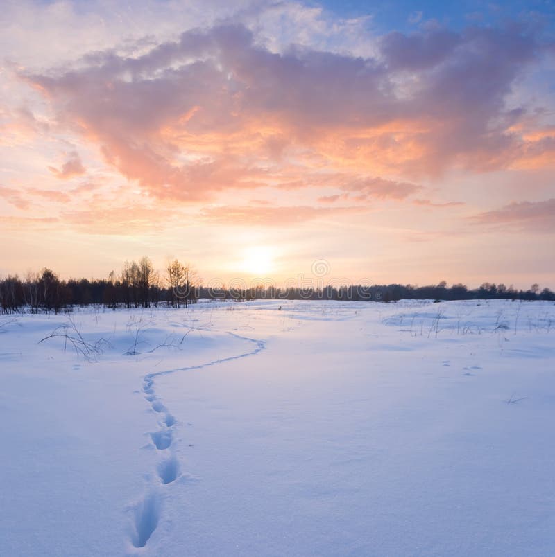 Snowbound Plain with Human Track at the Sunset Stock Image - Image of ...