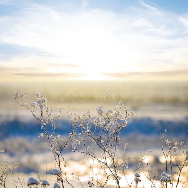 Winter Snowbound Prairie at the Sunset Stock Image - Image of outdoor ...