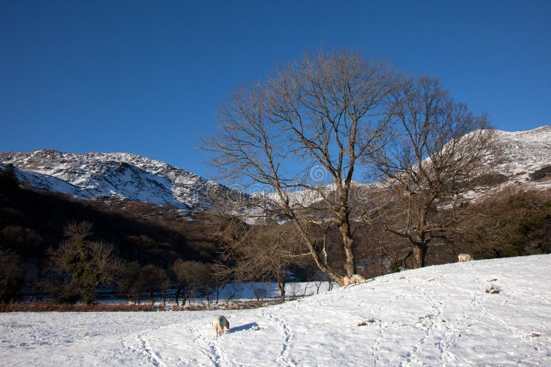Winter in Snowdonia stock image. Image of park, wales - 17228247
