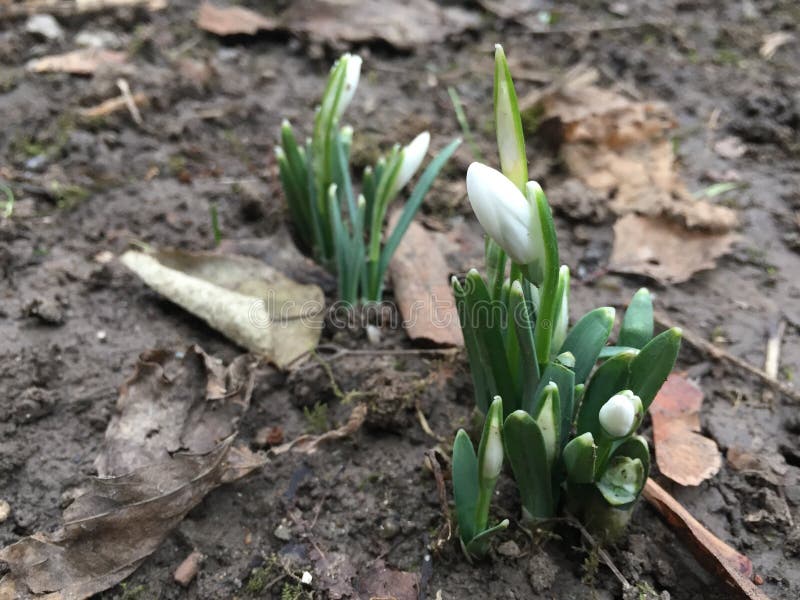 Winter snowdrops stock photo. Image of shoots, species - 138547318