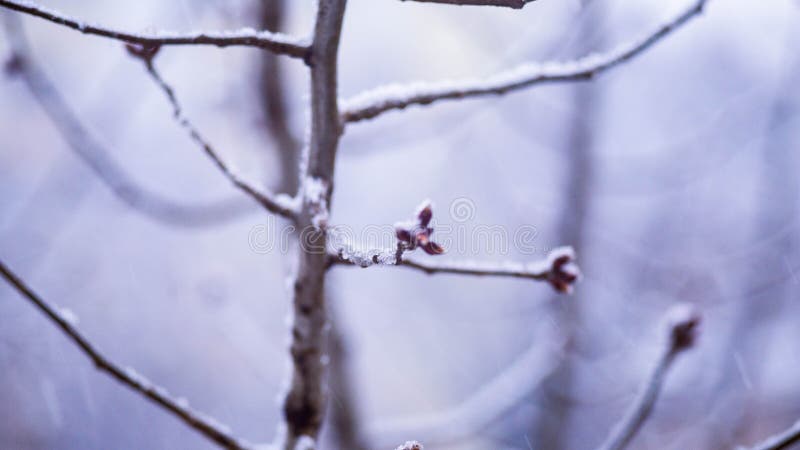 Winter Snowed Tree Branch Useful for Background Stock Image - Image of ...