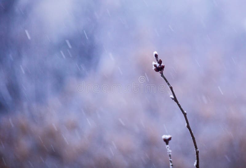 Winter Snowed Tree Branch Useful for Background Stock Image - Image of ...