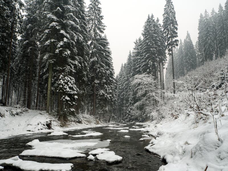 After winter snowfall stock photo. Image of branch, landscape - 135187070