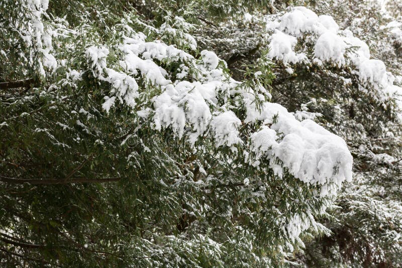 Winter. Snowfall. Pine Branch Under a Thick Layer of Snow Stock Photo ...