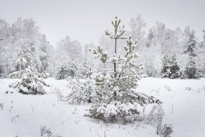 Winter. Snowfall. Snowy Christmas Tree in Winter Forest. Natural Winter ...