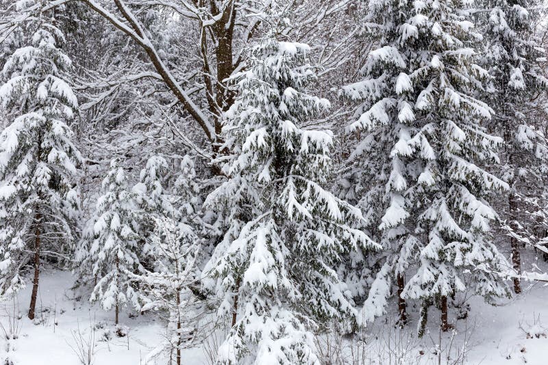 Winter. Snowfall. Trees in the Snow Stock Photo - Image of outdoor ...