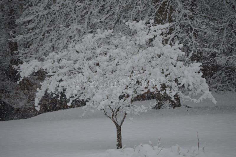 Winter Snow Coated Tree stock photo. Image of white, weather - 49100840