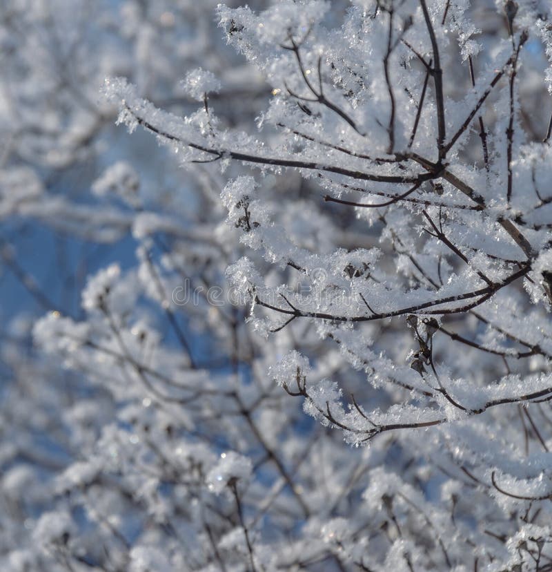 Winter. Snowfall. Trees in the Snow. Stock Photo - Image of background ...