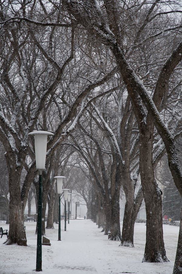 Winter Snowfall on the Trees Stock Image - Image of walkway, winter ...