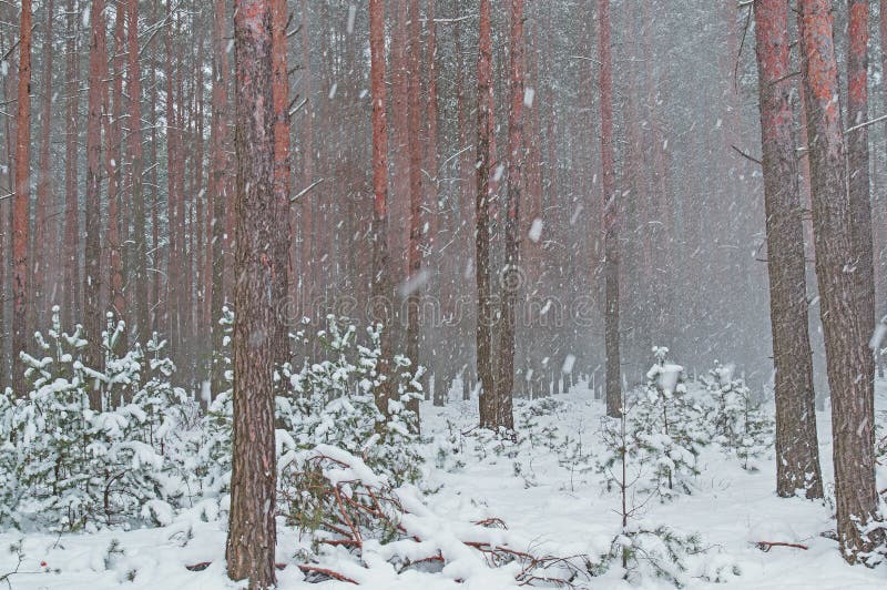 Winter Snowstorm in a Pine Forest. Stock Photo - Image of frost, tree ...