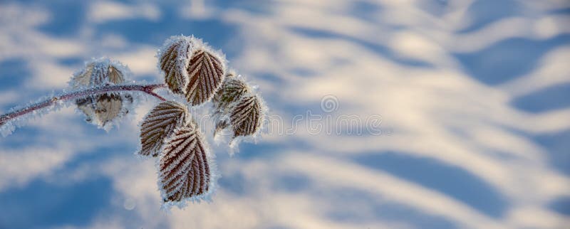 A Winter Snowy Background with Frozen Plant Stock Image - Image of ...