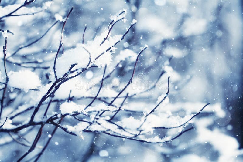 Winter snowy branches stock image. Image of plant, postcard - 55650305