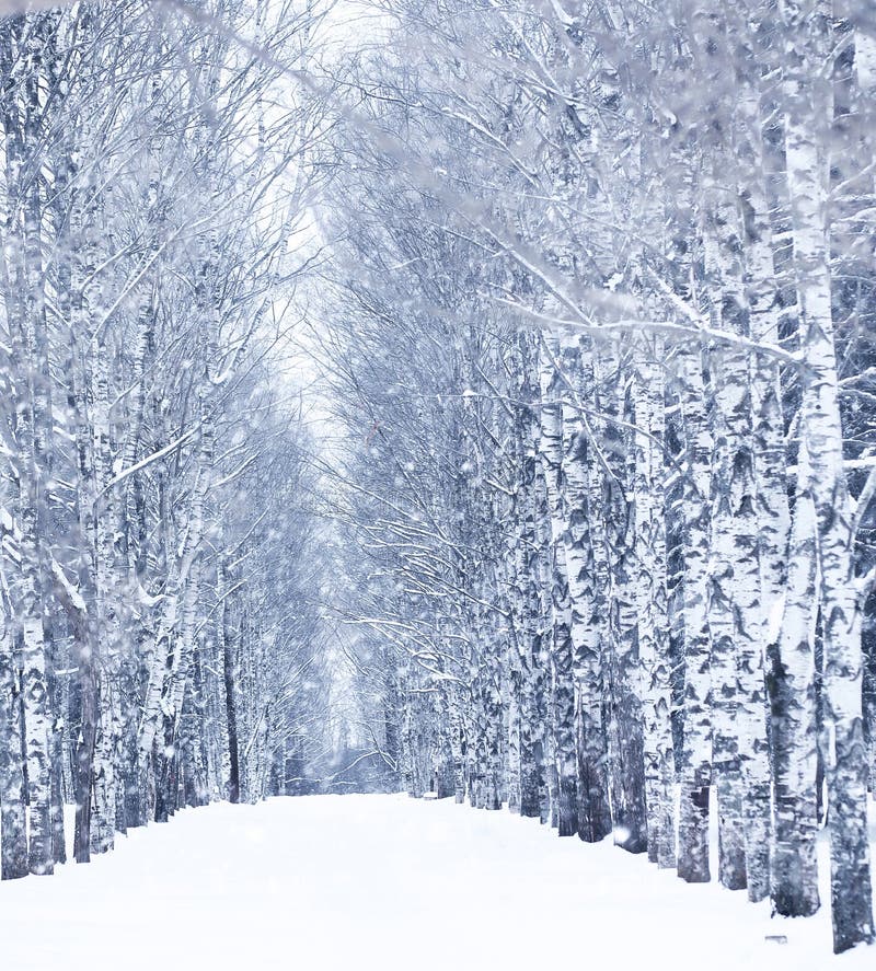 Winter Snowy Day in a Beautiful Forest Stock Image - Image of light ...