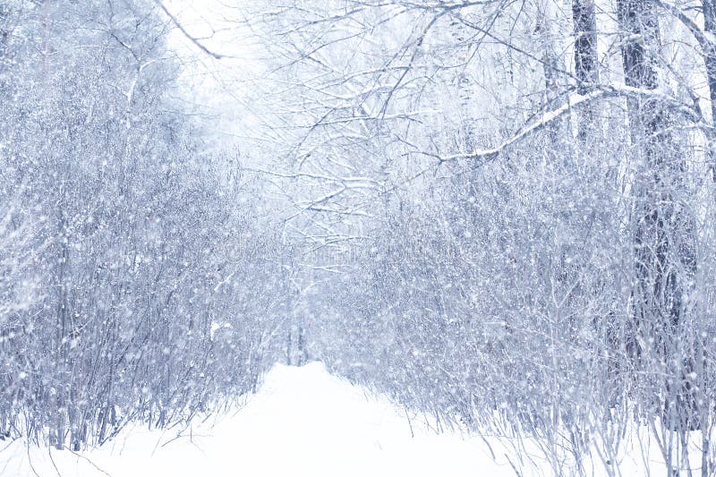 Winter Snowy Day in a Beautiful Forest Stock Image - Image of ...