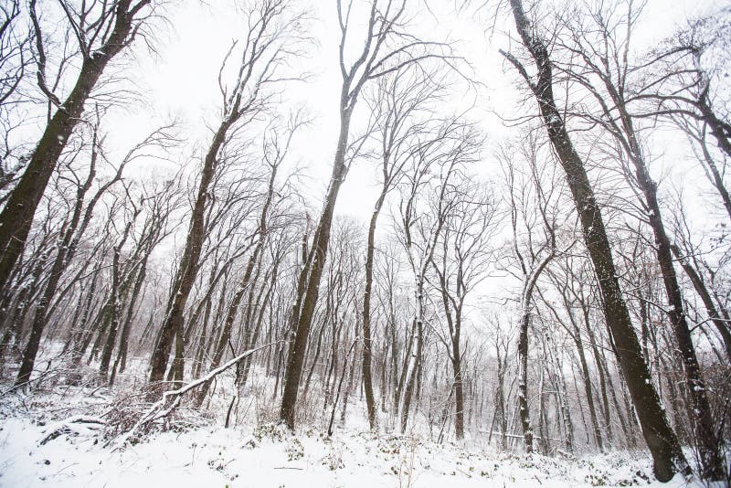 Winter Snowy Day , Nature Landscape Stock Photo - Image of view, frost ...
