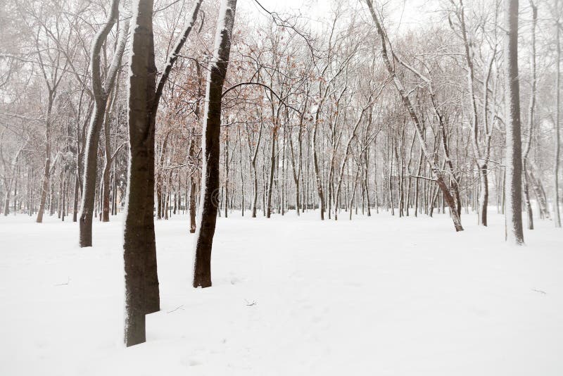 Winter snowy day in park stock photo. Image of frost - 49905924