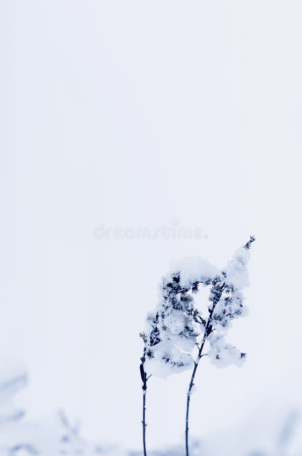 Winter Snowy Field Plant Under the Snow in Cold Cloudy Weather. the ...