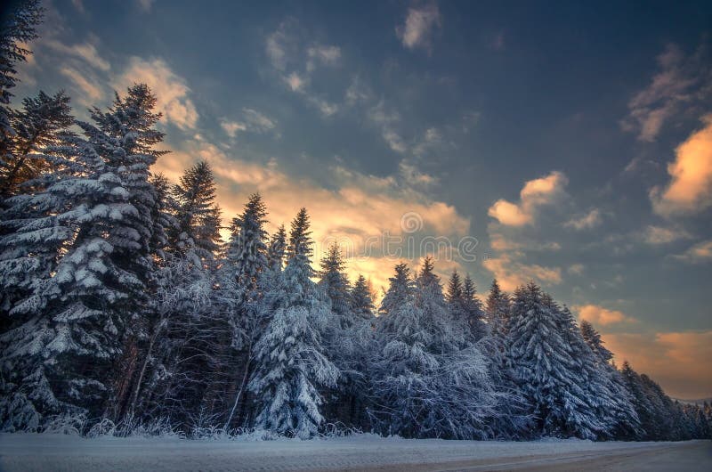 Beautiful winter forest stock image. Image of open, silence - 30087601