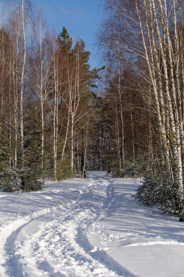 Forest in Snowy Winter, Clean Snow on Calm Trees Stock Image - Image of ...