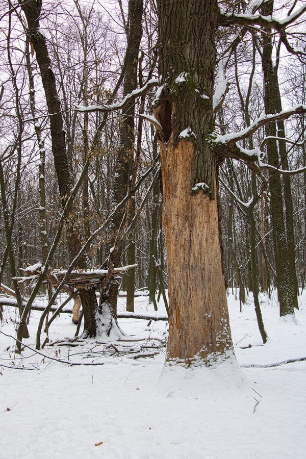 Winter Snowy Forest with a Large Dead Tree with Exposed Bark in the ...