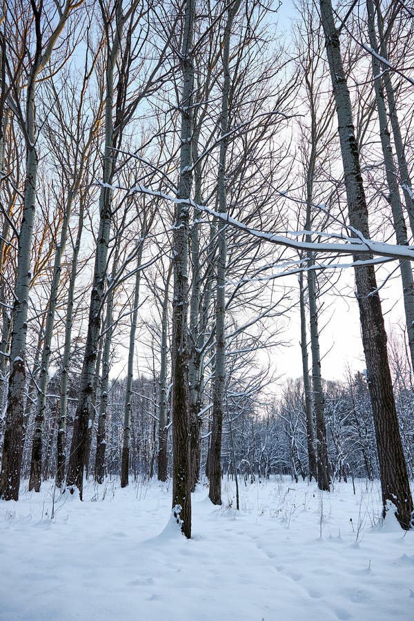 Winter Snowy Forest. Magic Winter Landscape Stock Image - Image of ...