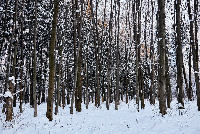 Winter Snowy Forest. Magic Winter Landscape Stock Image - Image of ...