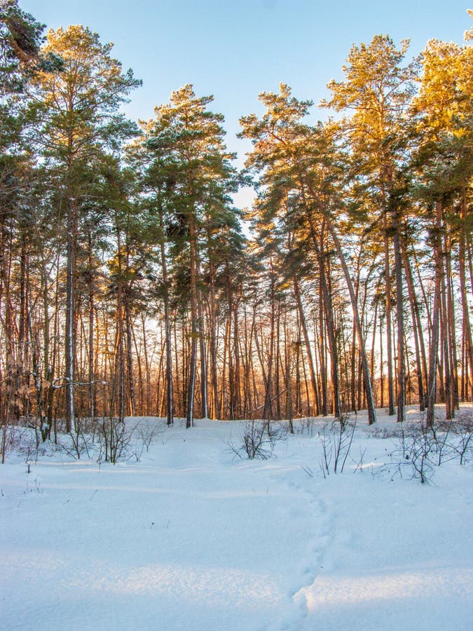 Winter snowy forest path stock photo. Image of snowy - 162505254