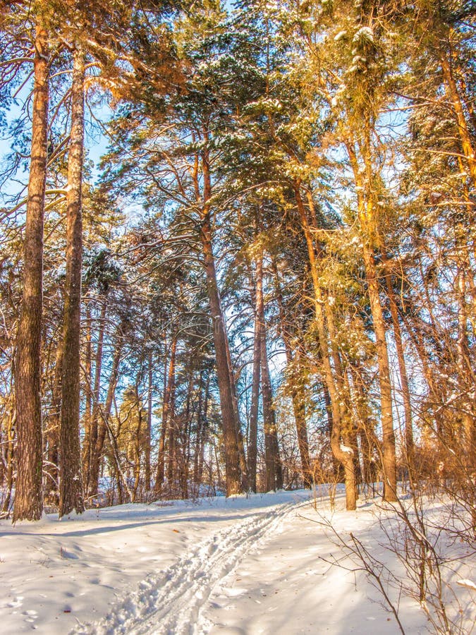Winter snowy forest path stock photo. Image of coniferous - 162509770