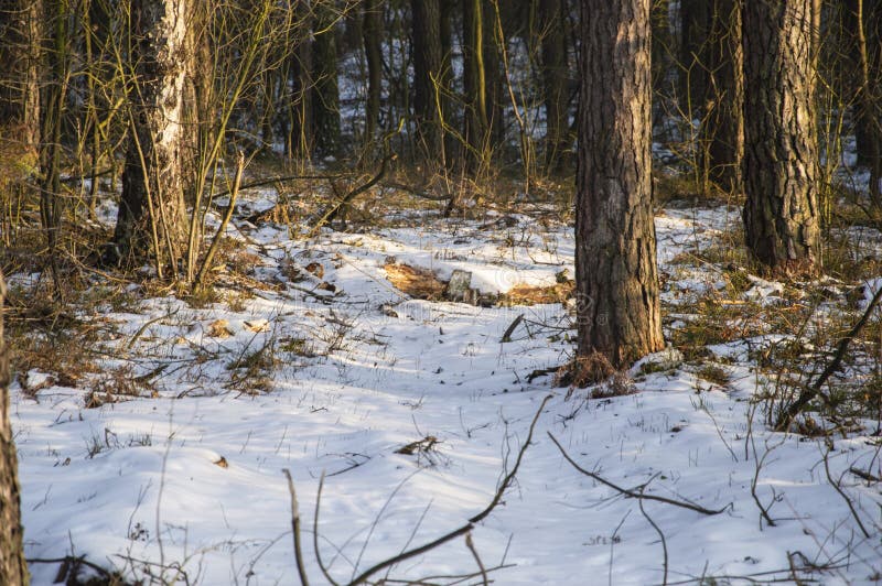 Winter Snowy Forest in the Rays of the Setting Sun. Nobody Stock Image ...