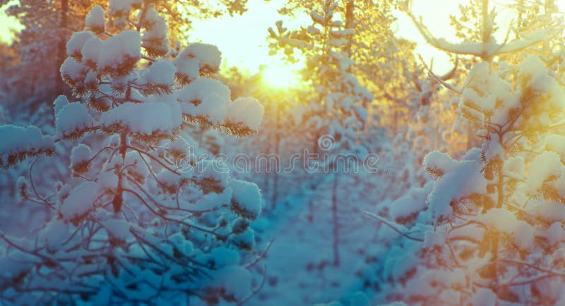 Winter Snowy Forest at Sunset Stock Image - Image of nature, tree ...